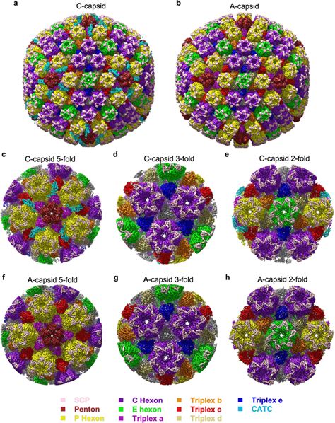 Icosahedral And Sub Particle Reconstructions Of Prv C And A Capsids A