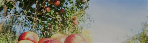 Was sind Low Hanging Fruits Low Hanging Fruits erklärt im SEOPT Wiki