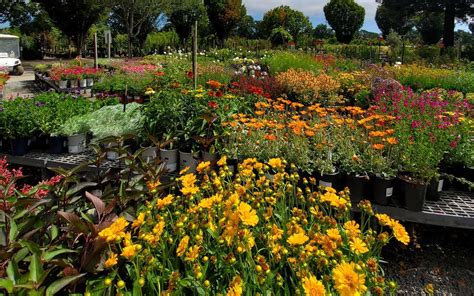 Plants Shrubs Trees In Santa Rosa Urban Tree Farm Nursery