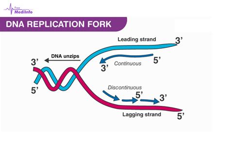 Why Is Dna Replication Important For Reproduction Freemediinfo