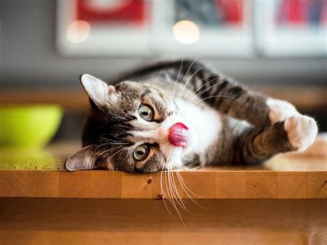 Can Cats Eat Catnip Kinship