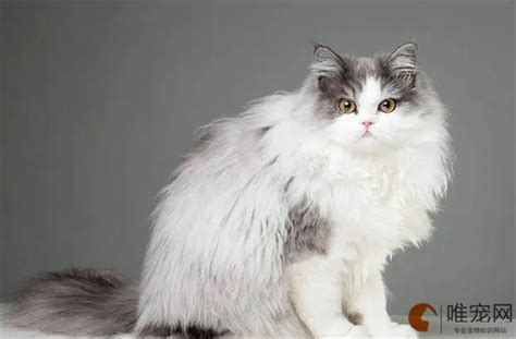 波斯猫一生只认一个主人吗 养多久才能认主 唯宠网