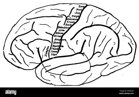 Cortex Moteur Banque De Photographies Et Dimages à Haute Résolution Alamy