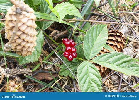 Red Edible Berries In The Forest On A Bush Rubus Saxatilis Useful Berries With A Delicate