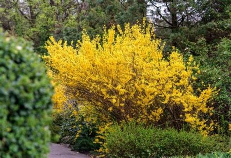 10 Spectacular Forsythia Bush Varieties For A Garden Painted In Gold