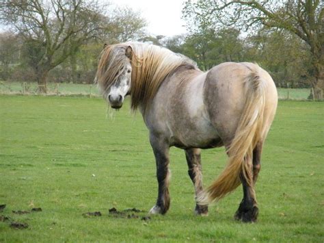 Highland Pony Alchetron The Free Social Encyclopedia