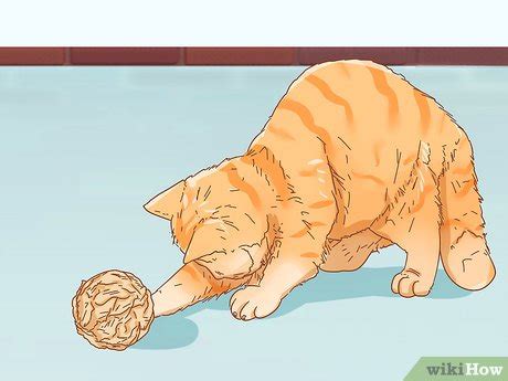 How To Give Catnip To Your Cat Pet Tips How To Give Catnip To Your Cat Pet Tips