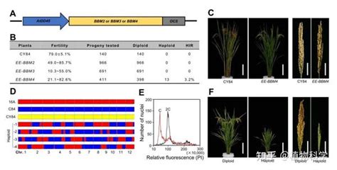 Mol Plant 中国水稻所王克剑团队建立正常结实率杂交水稻无融合生殖体系 知乎