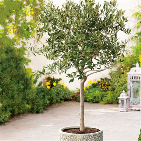 Sadnice Masline Rasadnik Vocnih Sadnica Agromax