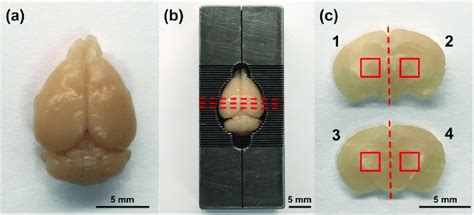 Sample Preparation Protocol A Brain Extracted After Cardiac Download Scientific Diagram