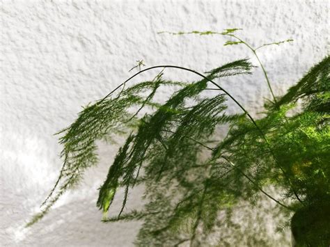 Мъката на художника Мария Донева