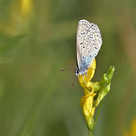 Vivian Nelson Genres Songs Analysis And Similar Artists Chosic