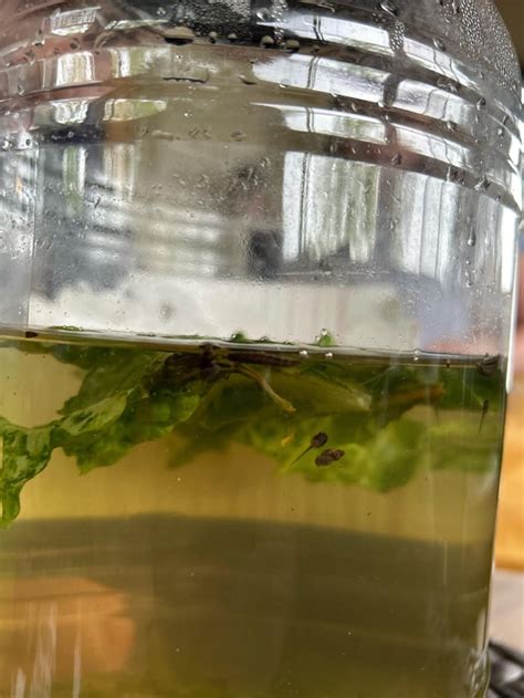 Swamp Water Larvae R Whatisthisbug