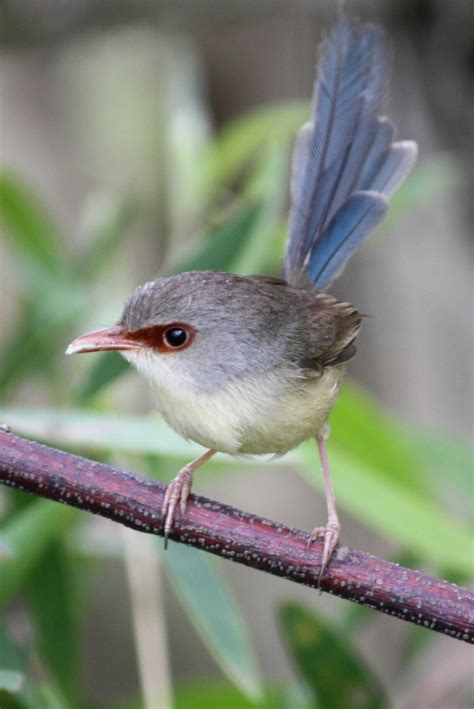 Blue Wren Female Imagegraphics
