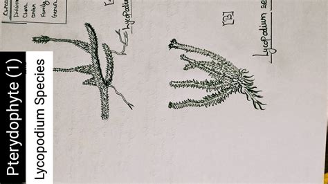 How To Draw Lycopodium Different Species Part 1in Bsc1styear And