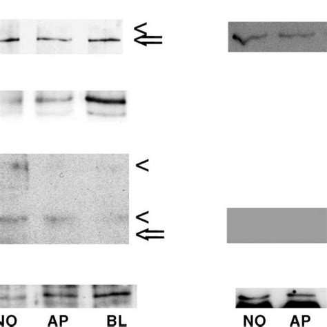 Effect Of Apical Vs Basolateral Egf 100 Ngml Addition To Download Scientific Diagram