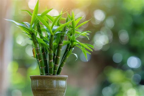 Bamboo Plant Vastu Benefits For Your Home Jk Cement