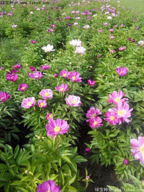 常见北方宿根花卉有哪些耐寒性强的品种 绿宝园林网