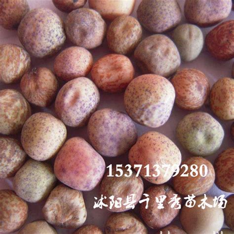 批发加拿大麻豌豆种子龙须苗龙须菜豌豆尖 品质保证量大优惠 阿里巴巴