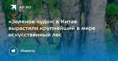 «Зеленое чудо в Китае вырастили крупнейший в мире искусственный лес Kp Ru