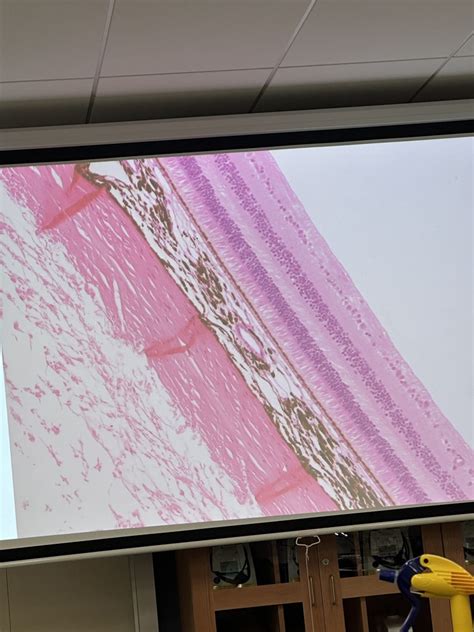 Eye Histology Diagram Quizlet