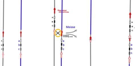 Moduluke 21 Genomet Kromosomer Og Kromosomsykdommer Flashcards Quizlet