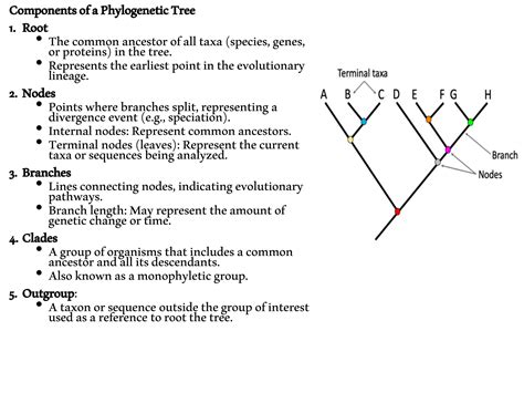 Phylogenetic Tree For The Diagram Description Of Evolutionary