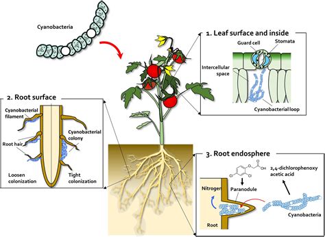 Filament Plant Definition Uitstekend
