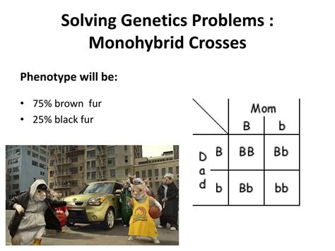 PPT Solving Genetics Problems Monohybrid Crosses PowerPoint Presentation ID