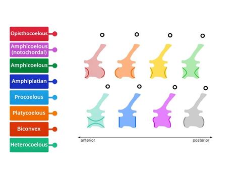 Vertebrae Types Labelled Diagram