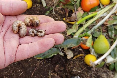 11 Most Common Lettuce Pests You Need To Watch Out For