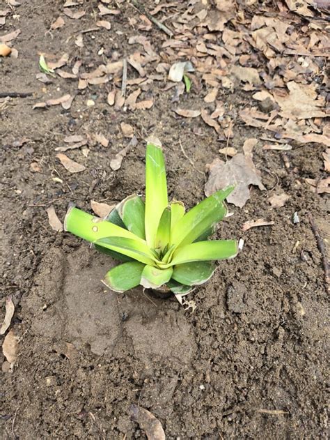 Pineapple Planted Late February In 7b Hardiness Zone Rorganicgardening