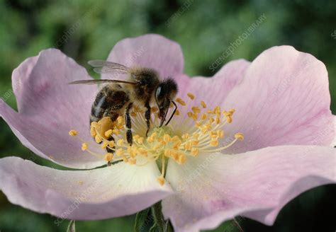 Worker Bee Pollinating A Sweetbriar Flower Stock Image B7860461