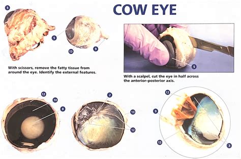 Diagram Of Cow Eye Anatomy Part 1 Quizlet