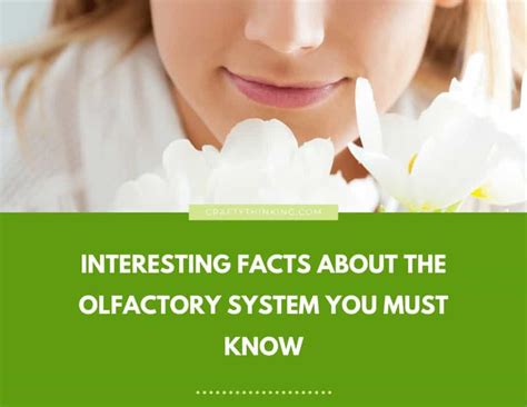 Interesting Facts About The Olfactory System You Must Know CraftyThinking