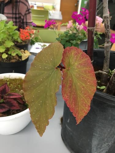 Plant Taxonomy Set Flashcards Quizlet