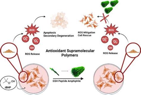 用抗氧化超分子聚合物对抗活性氧 （ros） Acs Applied Materials And Interfaces X Mol