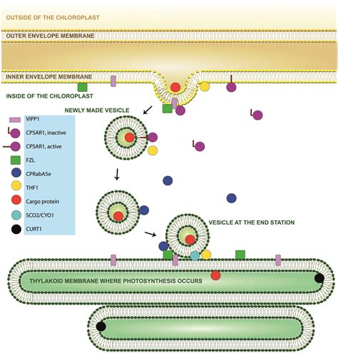 Vesicles Diagram