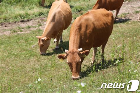 강원 횡성한우 4년 연속 대한민국 명가명품 대상