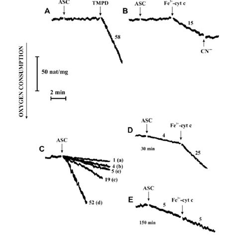 Oxygen Uptake Dependent On Cytochrome C Released From Mitochondria A
