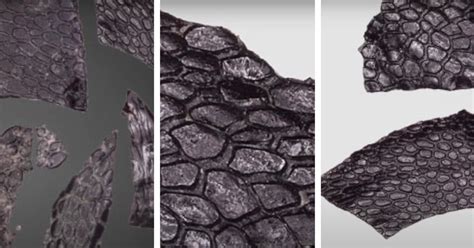 Oldest Ever Fossilized Skin Discovered In Cave In Oklahoma