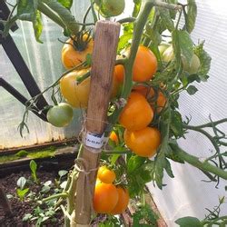 Томат Бочка меда: ОТЗЫВЫ (18), фото, описание | tomatland.ru