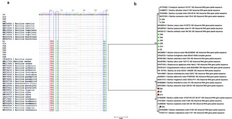 Molecular Identification Of The Alkaline Protease Producing Bacteria Download Scientific