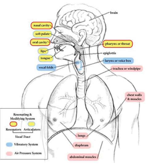 Voice Box Anatomy