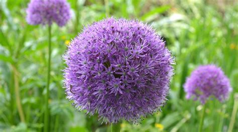 Light Purple Flower Images