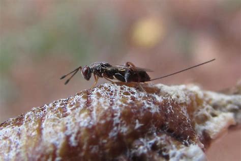Mantid Parasite Podagrion Bugguide Net