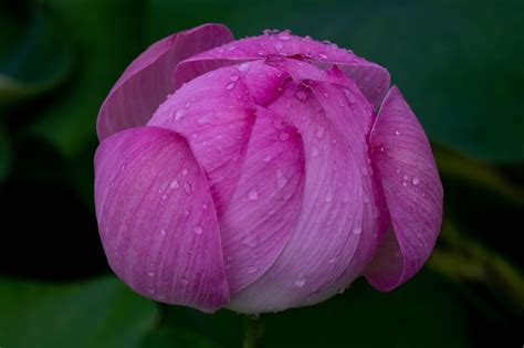 로터스 꽃 핑크 Pixabay의 무료 사진 Pixabay