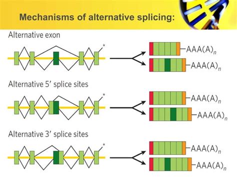 Post Transcriptional Modifications Pptx