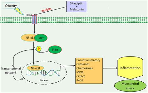 The Diagram Of Concept Map Representing The Pathway And Findings Of The Download Scientific