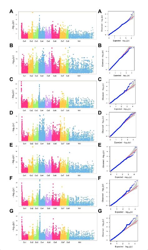 Manhattan Plots Of −log10 P Values And The Corresponding Download Scientific Diagram